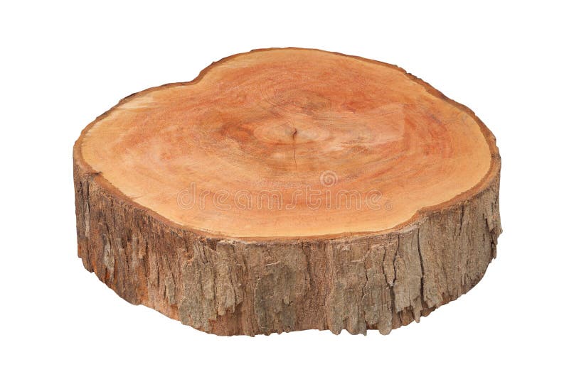 Section Tree Stump Isolated On White Background Stock Image - Image of ...