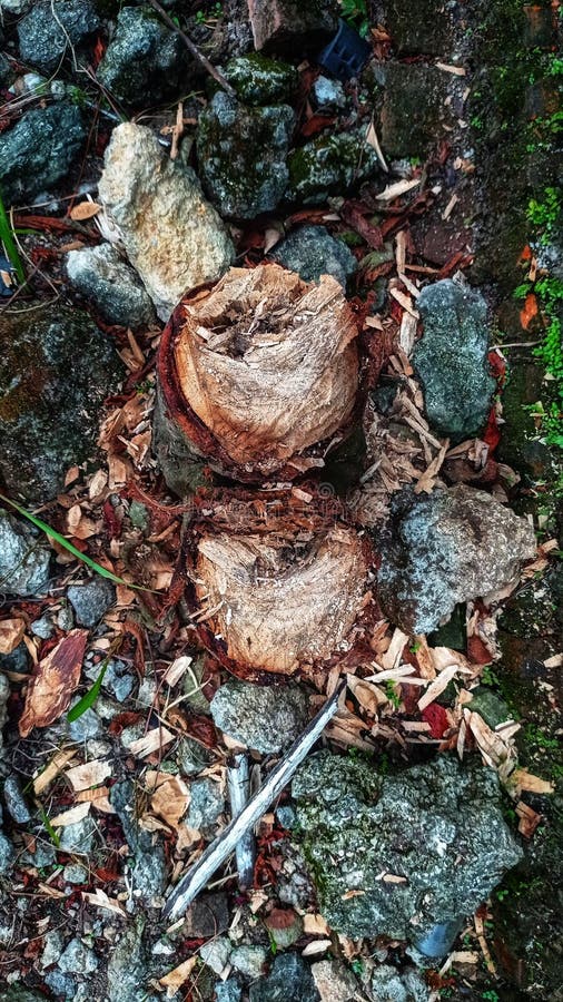 Tree stump seen from above stock photo. Image of fungus - 246215464