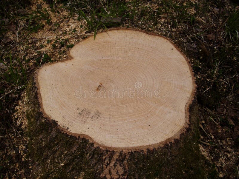 Cut Tree Stump with Growth Rings Stock Image - Image of tree, ring ...