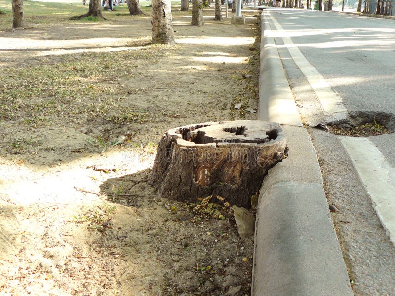 Tree stump side of road stock photo. Image of object - 89130486