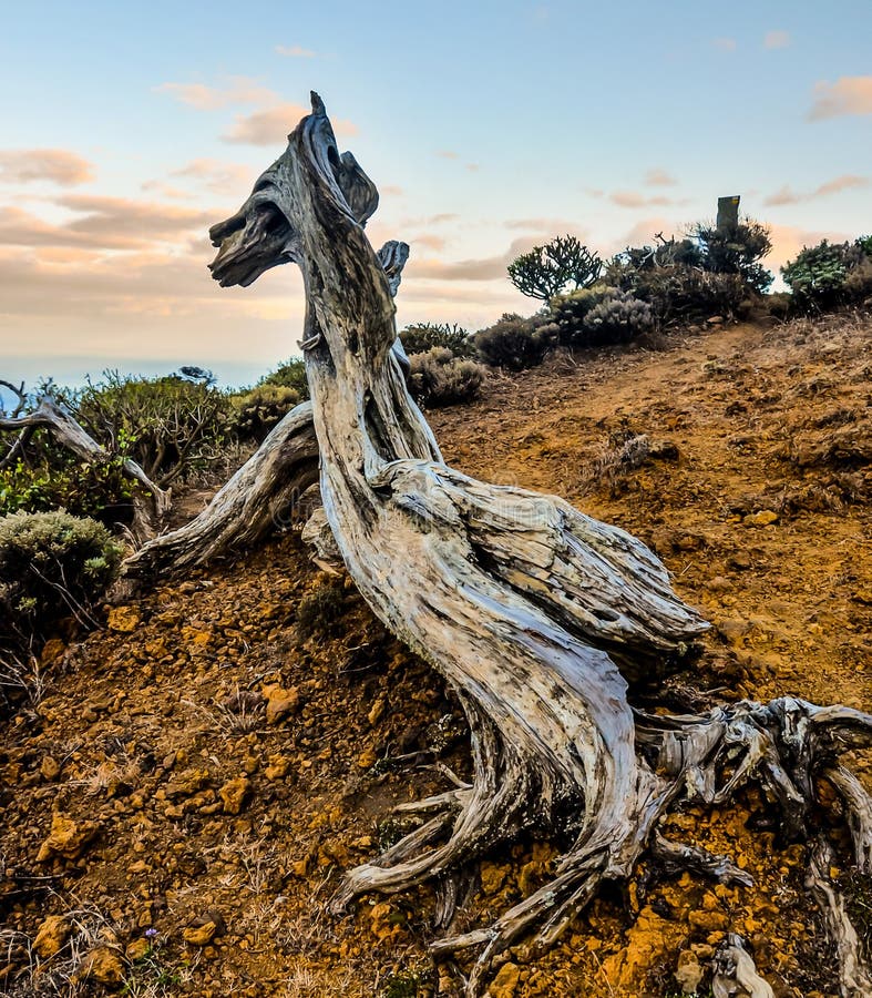 Tree on an Hillside of the Italian Alps Stock Photo - Image of ...