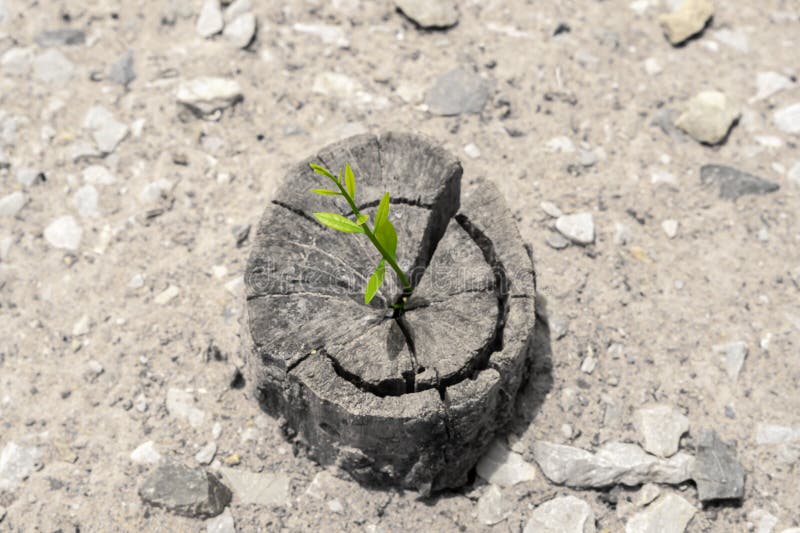 A Tree Stump with a Small Green Leaf Sprouting from it. the Stump is ...