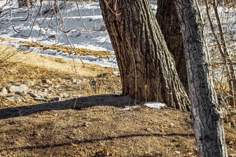 Tree Stump and Snow Bani stock photo. Image of ambient - 268163232