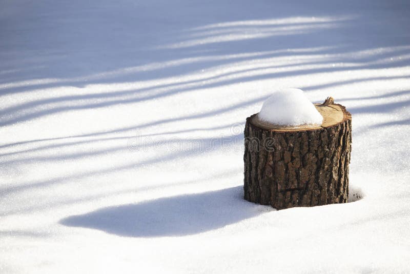 Tree Stump with Snow Cap on Snowy Background Stock Image - Image of ...