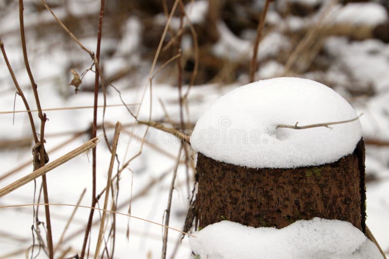 Tree stump with snow hat stock image. Image of weather - 86159955