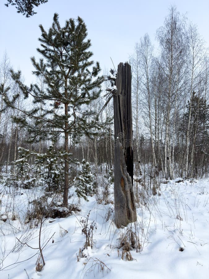 A Tree Stump is in the Snow Next To a Tree Stock Image - Image of blue ...