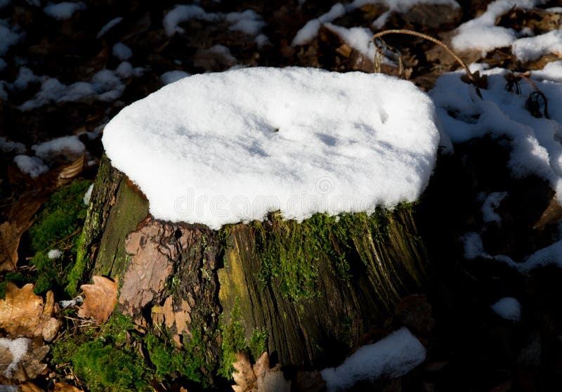 Tree stump with snow taken stock photo. Image of light - 111121150