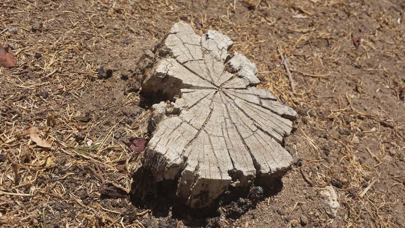 Tree stump in soil stock image. Image of brown, light - 42007419