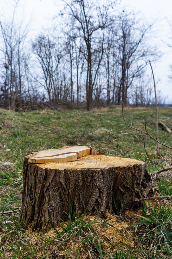 A Tree Stump in a Spring Forest, Ecological Problems Associated with ...