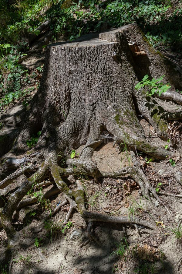 A Tree Stump in a Spring Forest, Ecological Problems Associated with ...