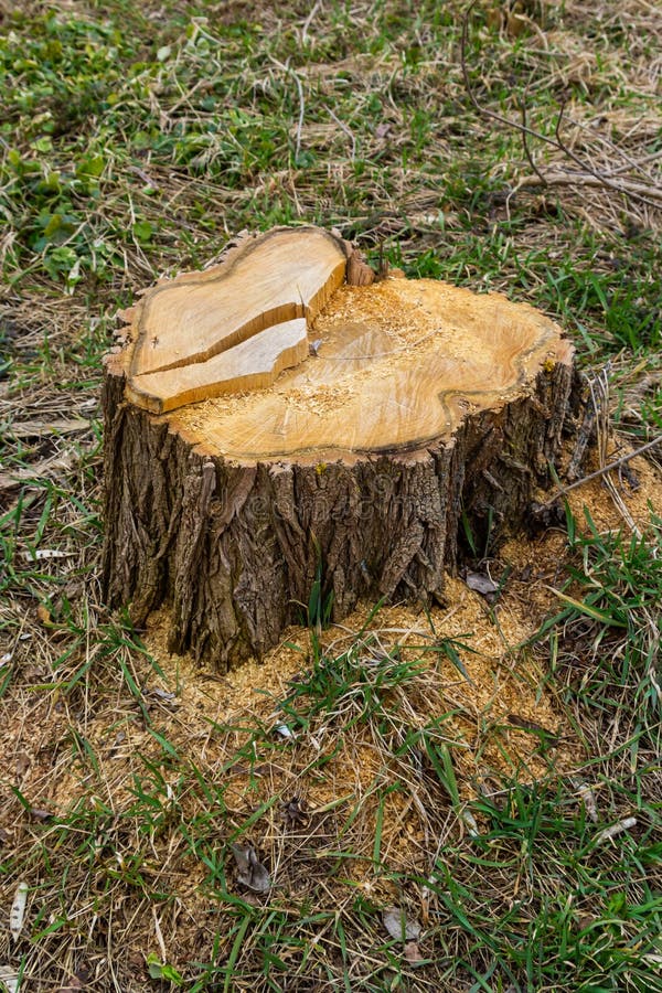 A Tree Stump in a Spring Forest, Ecological Problems Associated with ...