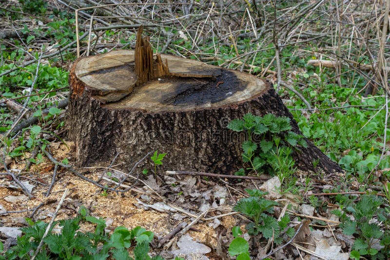 A Tree Stump in a Spring Forest, Ecological Problems Associated with ...