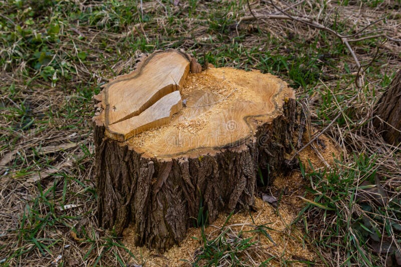 A Tree Stump in a Spring Forest, Ecological Problems Associated with ...