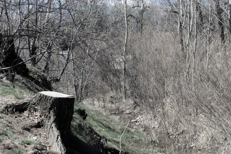 Tree Stump and Steep Incline To River Stock Photo - Image of plants ...