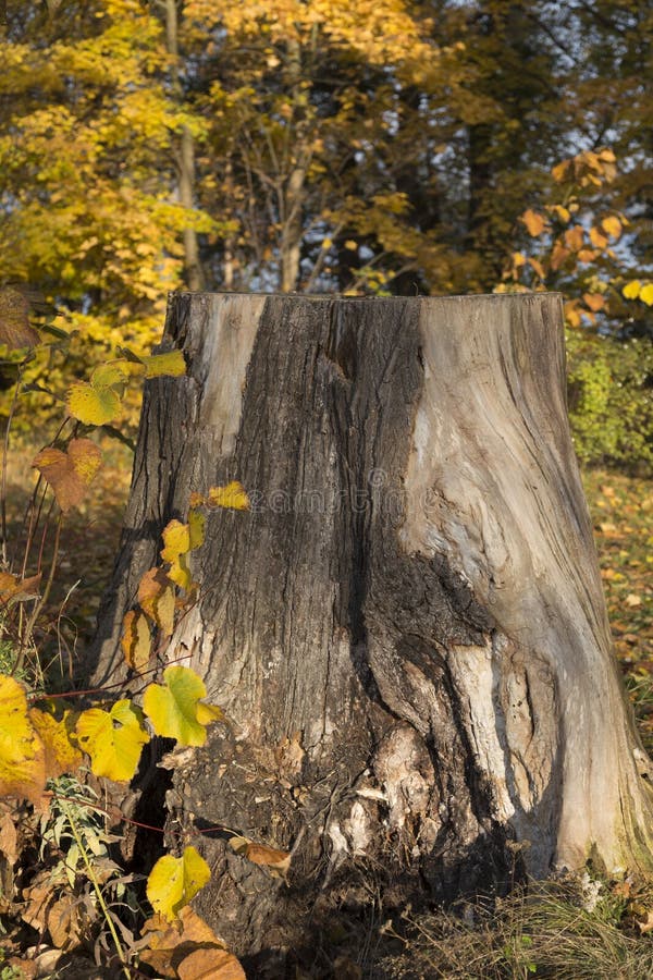 Tree stump in the sun stock image. Image of late, nature - 61707077