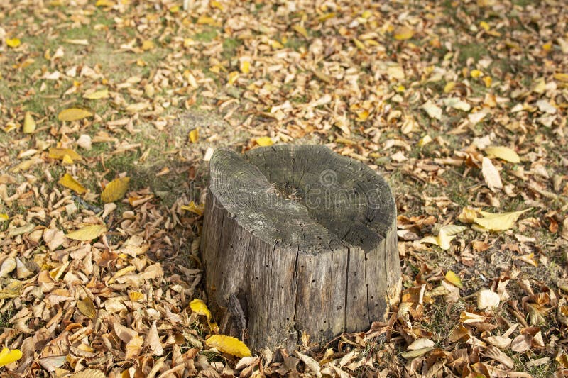 Tree Stump Surrounded by Golden Fallen Leaves, Abstract Autumnal ...