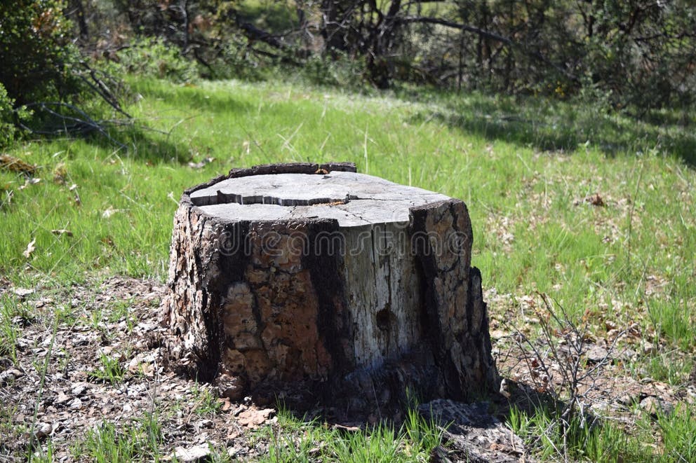 Tree stump in forest stock photo. Image of flora, serene - 376560448