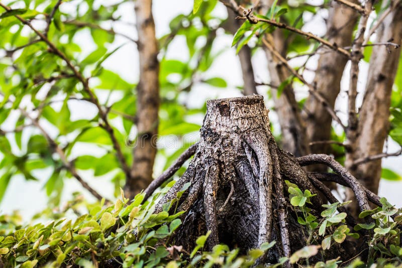 Tree stump stock photo. Image of root, trees, stump, leaf - 32305908