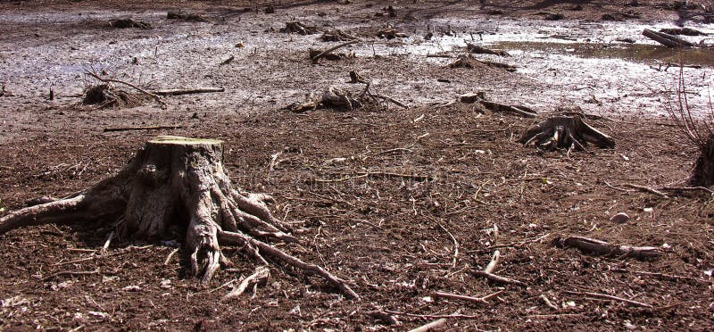 Tree stump in a swamp stock image. Image of damage, soil - 89741