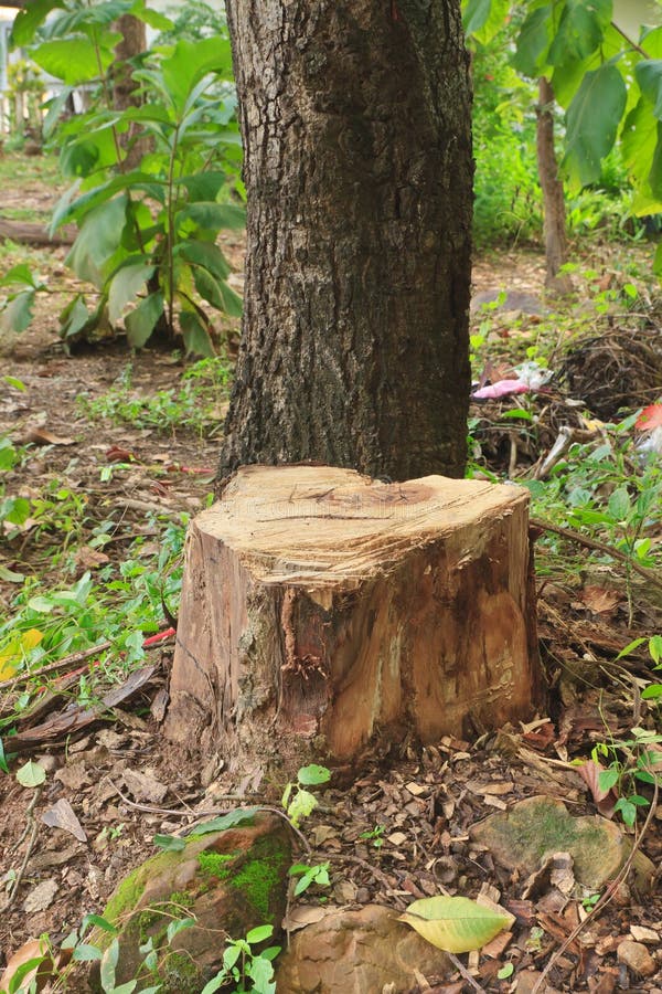 Tree stump of Teak. stock image. Image of wood, teak - 56668613