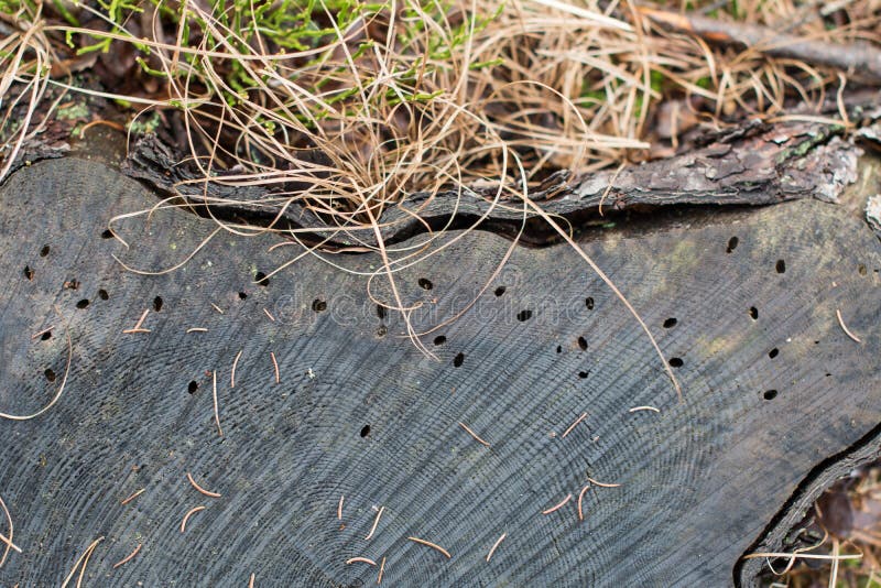 Termites on the Stump - Termite Nest on a Wooden Post Damaged by Insect ...