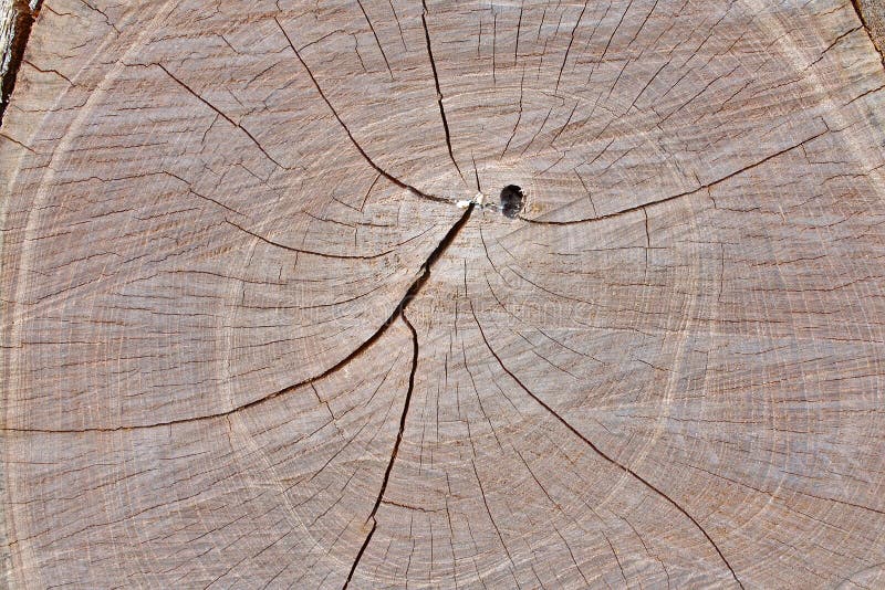 Tree Stump Texture Background Stock Photo - Image of texture, round ...