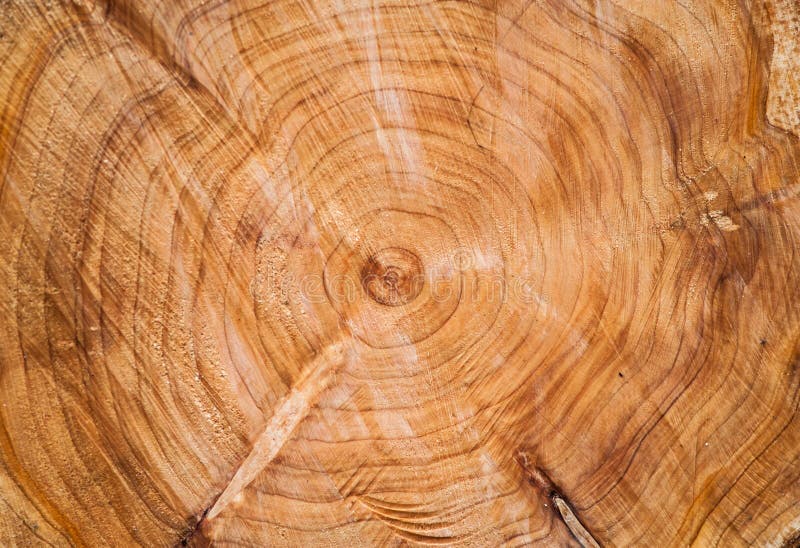 Tree Stump Texture Close Up Stock Photo - Image of grungy, plant: 41591392