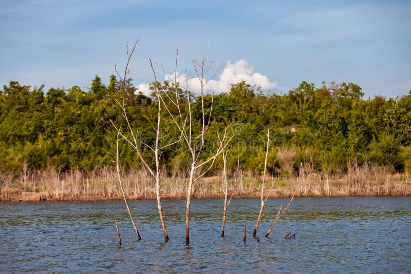 Tree Stump and Their Reflections in the Dam Stock Photo - Image of ...