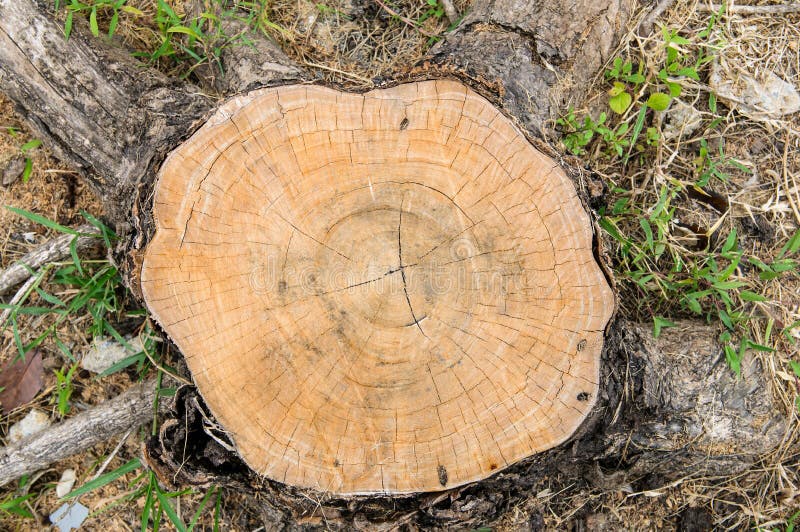 Tree stump stock photo. Image of stump, natural, gardening - 42840184