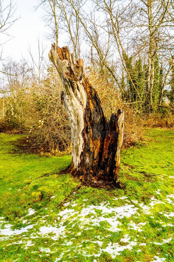 Tree Stump of a Tree that Was Knocked Down by a Lightning Strike in ...
