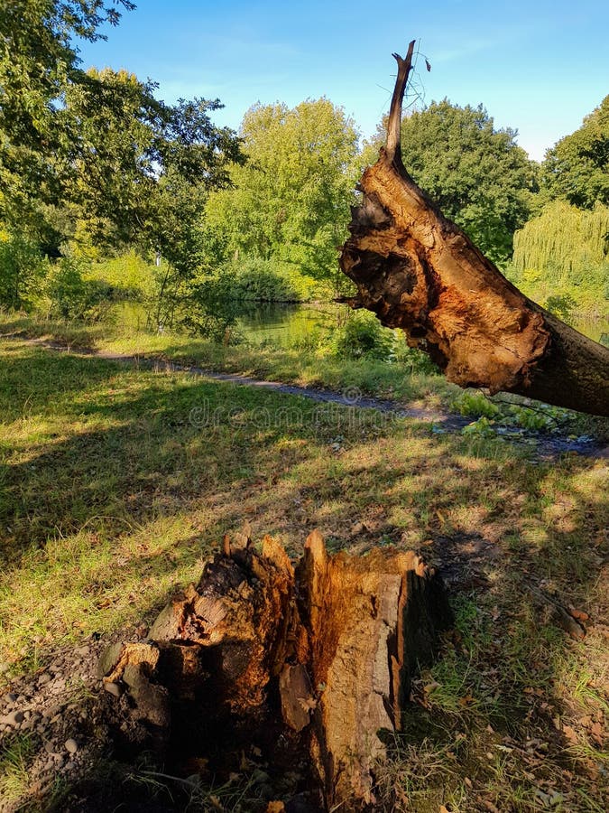 Tree Stump and Trunk Fallen into a River in Autumn Stock Image - Image ...