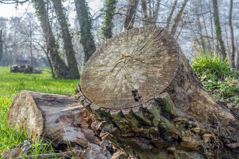 Tree Stump, Trunk in Forest. Stock Photo - Image of wood, garden: 46126922