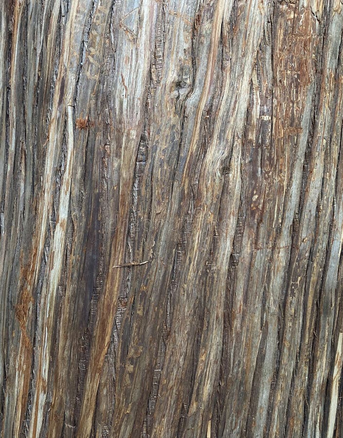 Tree Stump - Trunk, Stems, Stumps, Masts Stock Photo - Image of madeiro ...