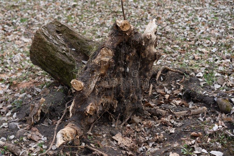 The Tree Stump Was Uprooted from the Ground Stock Image - Image of ...
