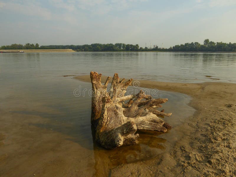 Tree stump in the water stock photo. Image of dead, peaceful - 169971216