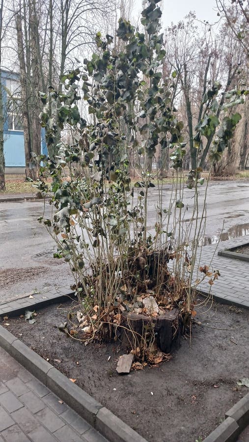 A Tree Stump from Which Young Branches Began To Grow Stock Photo ...