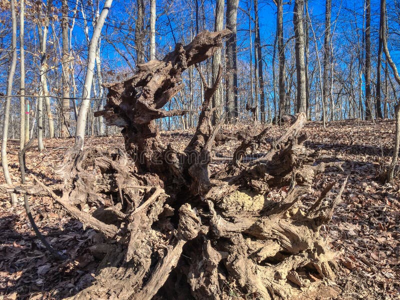 Uprooted Tree in the Autumn Forest Stock Image - Image of root, texture ...