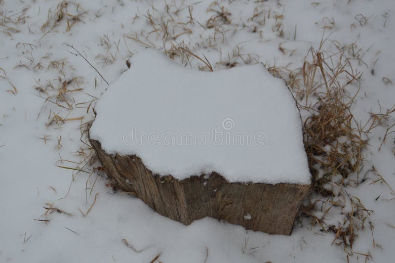 Tree Stump in Winter in the Snow Stock Photo - Image of forestry, color ...