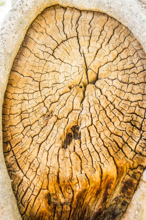Tree Stump, Wood Background Stock Photo - Image of wood, textured: 69767552