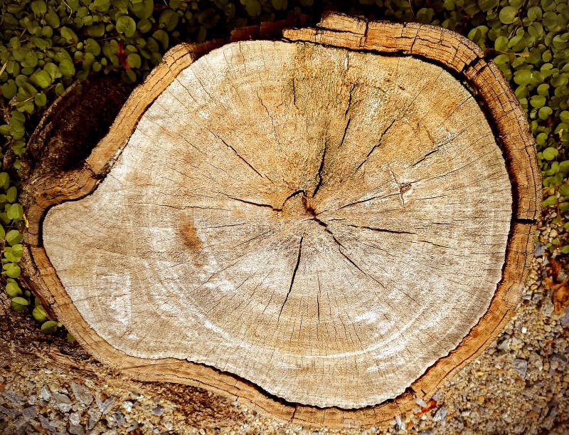 Tree stump, Wood texture stock image. Image of tree, element - 56432005