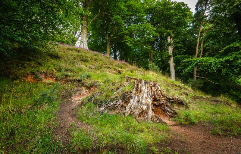 Stump In A Wooded Area, The Sunset With Rays Of The Sun On The ...