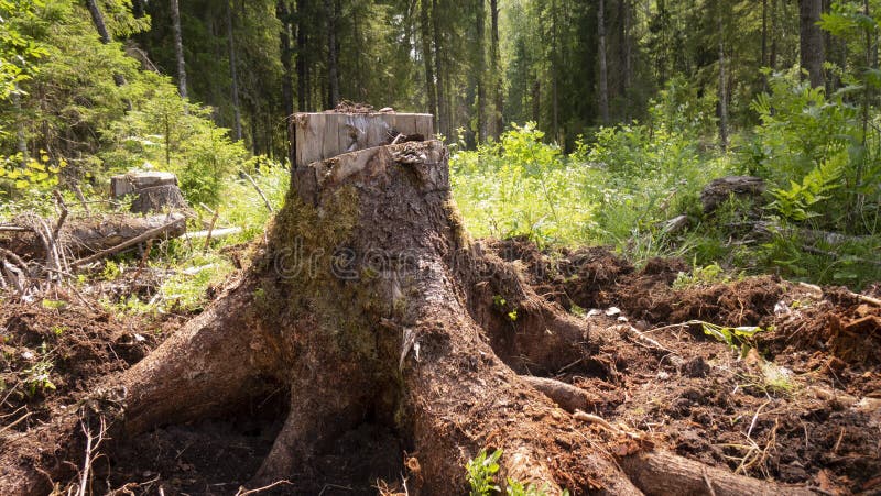 Exploitation of forests stock image. Image of harvesting - 111992461