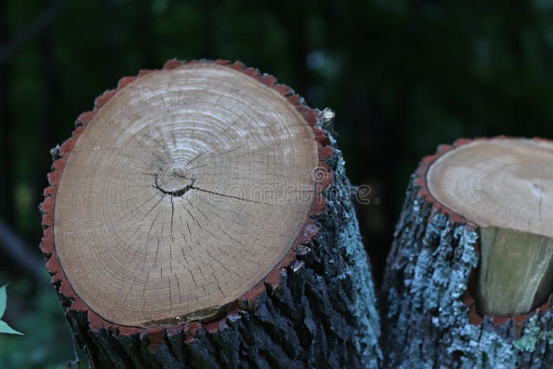 Fresh cut tree stock image. Image of woods, stump, fresh - 120995653