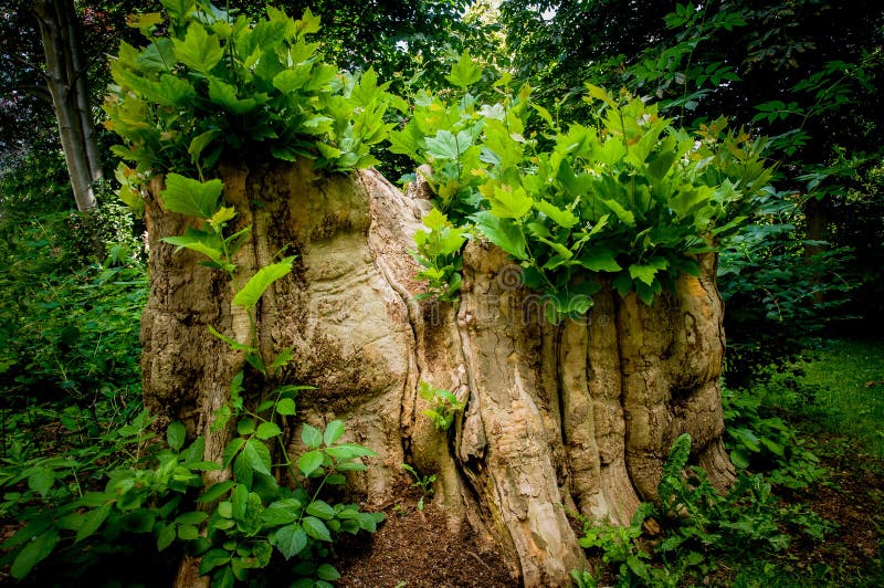 313 Tree Stump Shoot Stock Photos - Free & Royalty-Free Stock Photos ...