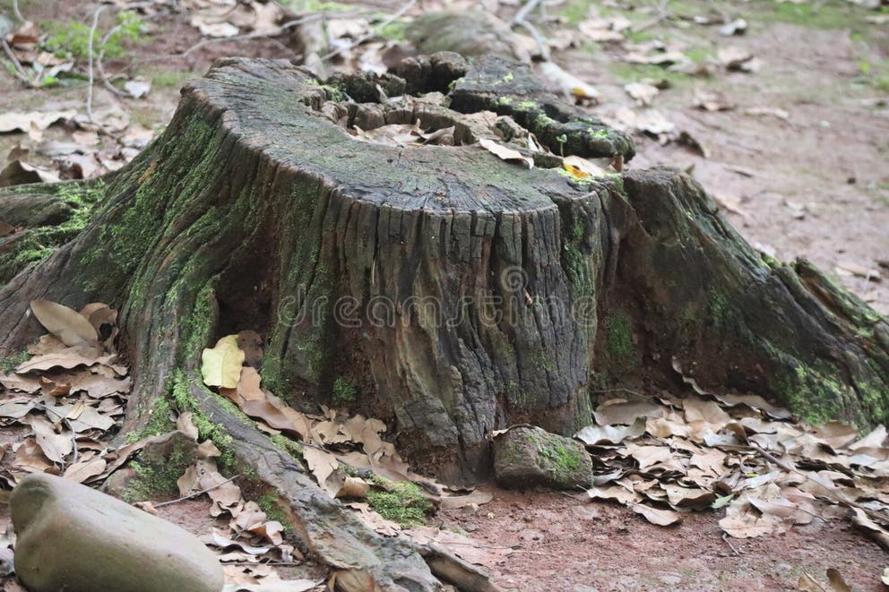 Tree stump on the ground stock image. Image of ground - 315765613