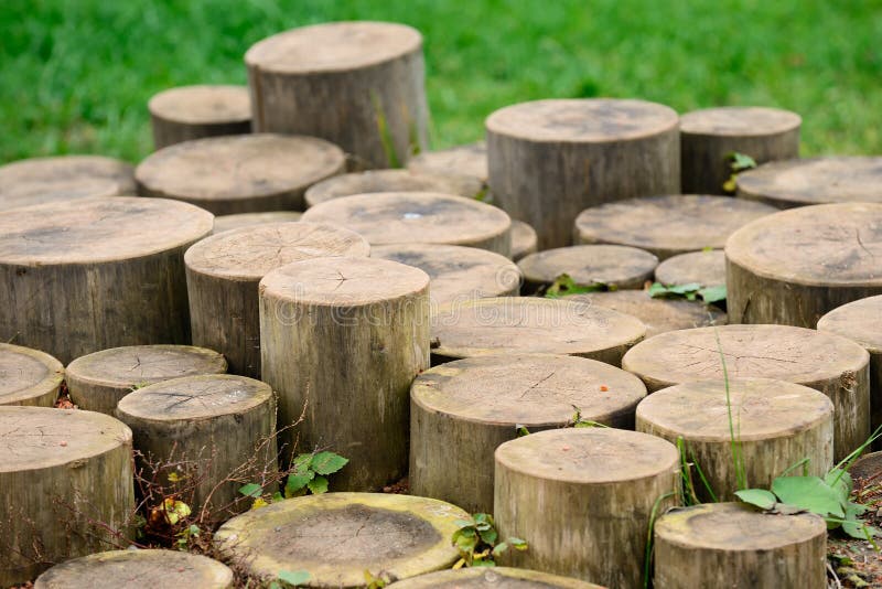 Bunch Of Wood Stumps Picture. Image: 105823973