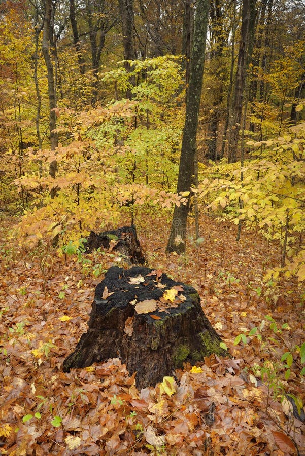 Tree stumps,autumn colors. stock photo. Image of season - 61515786