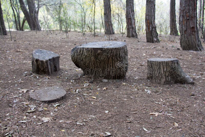 Tree stumps stock image. Image of towering, timber, pine - 81178267