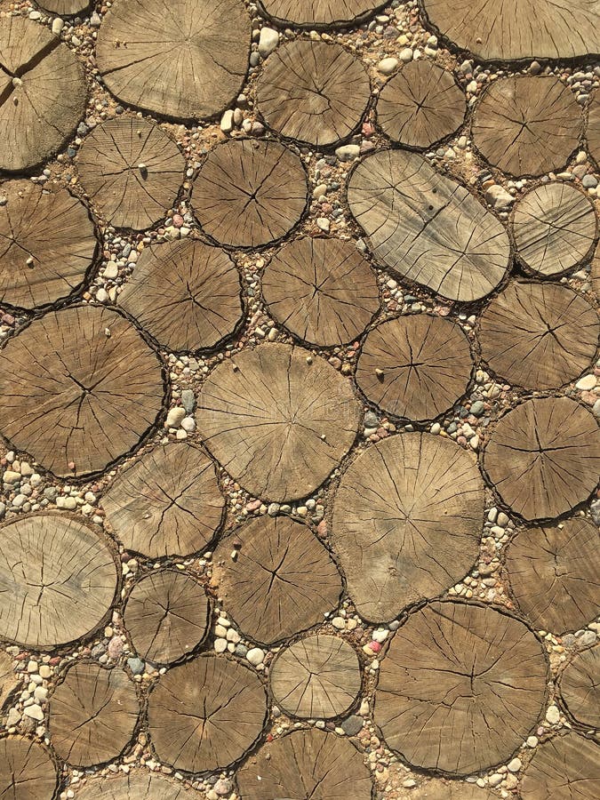 Tree Stumps Background. Round Teak Wood Tree Circle Stump Cutted Group ...
