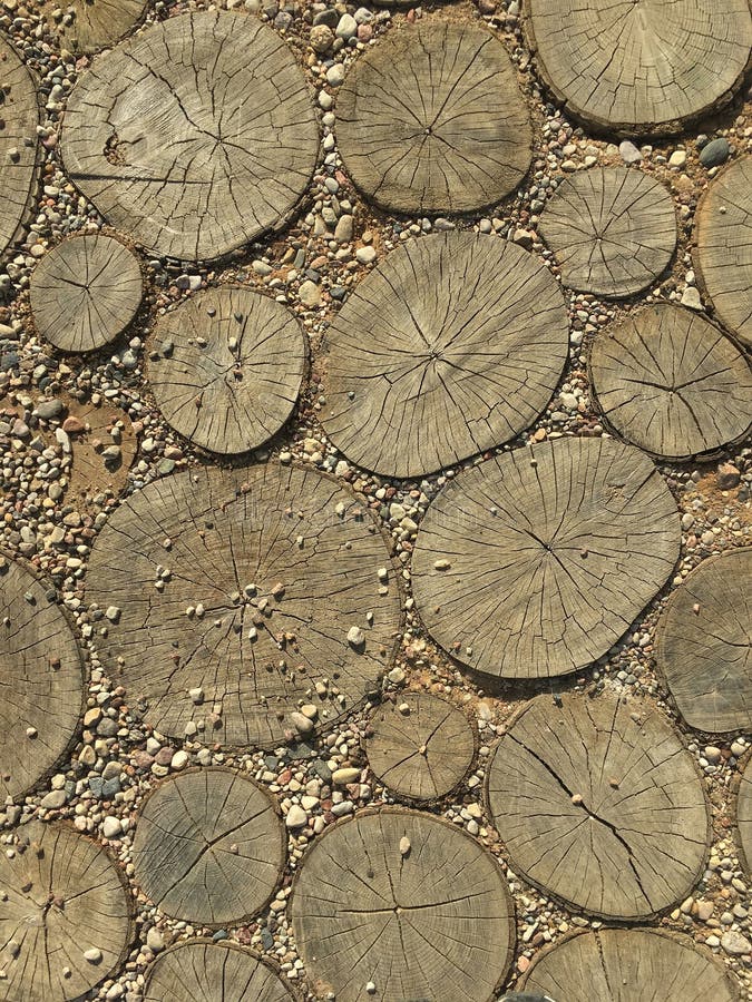 Tree Stumps Background. Round Teak Wood Tree Circle Stump Cutted Group ...